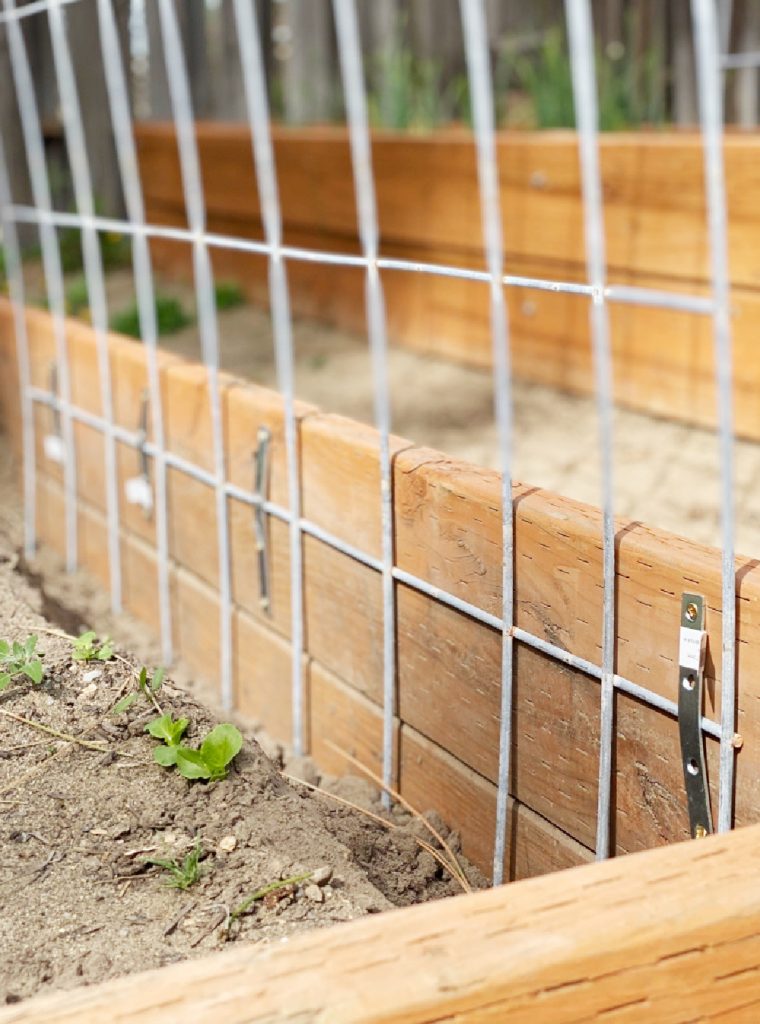 Garden Trellis Cattle Panel At Linda Fujiwara Blog Garden Trellis Cattle Panel At Linda Fujiwara Blog