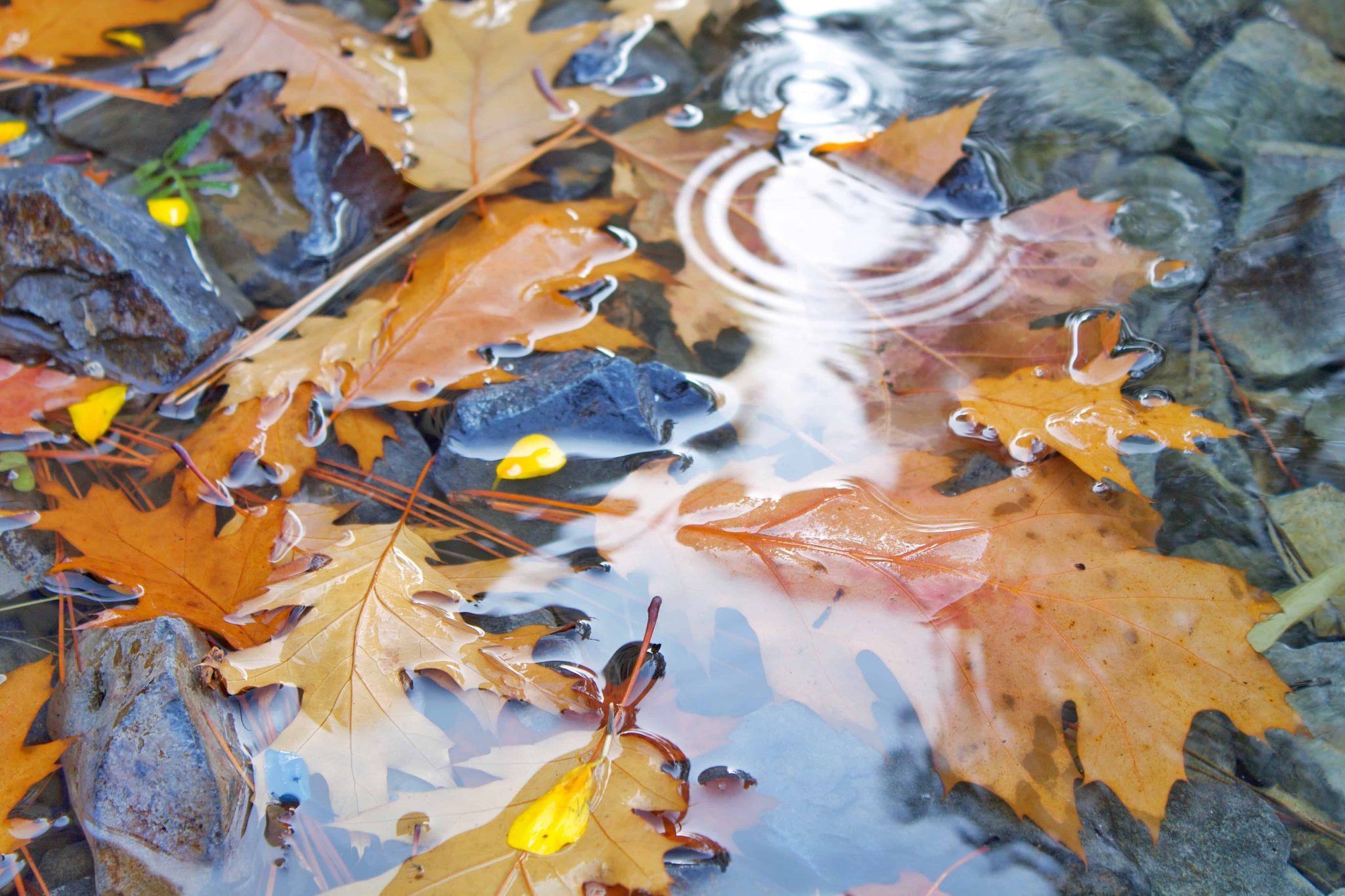 Running Post By Eryn Whalen Online, Half and Full marathon training