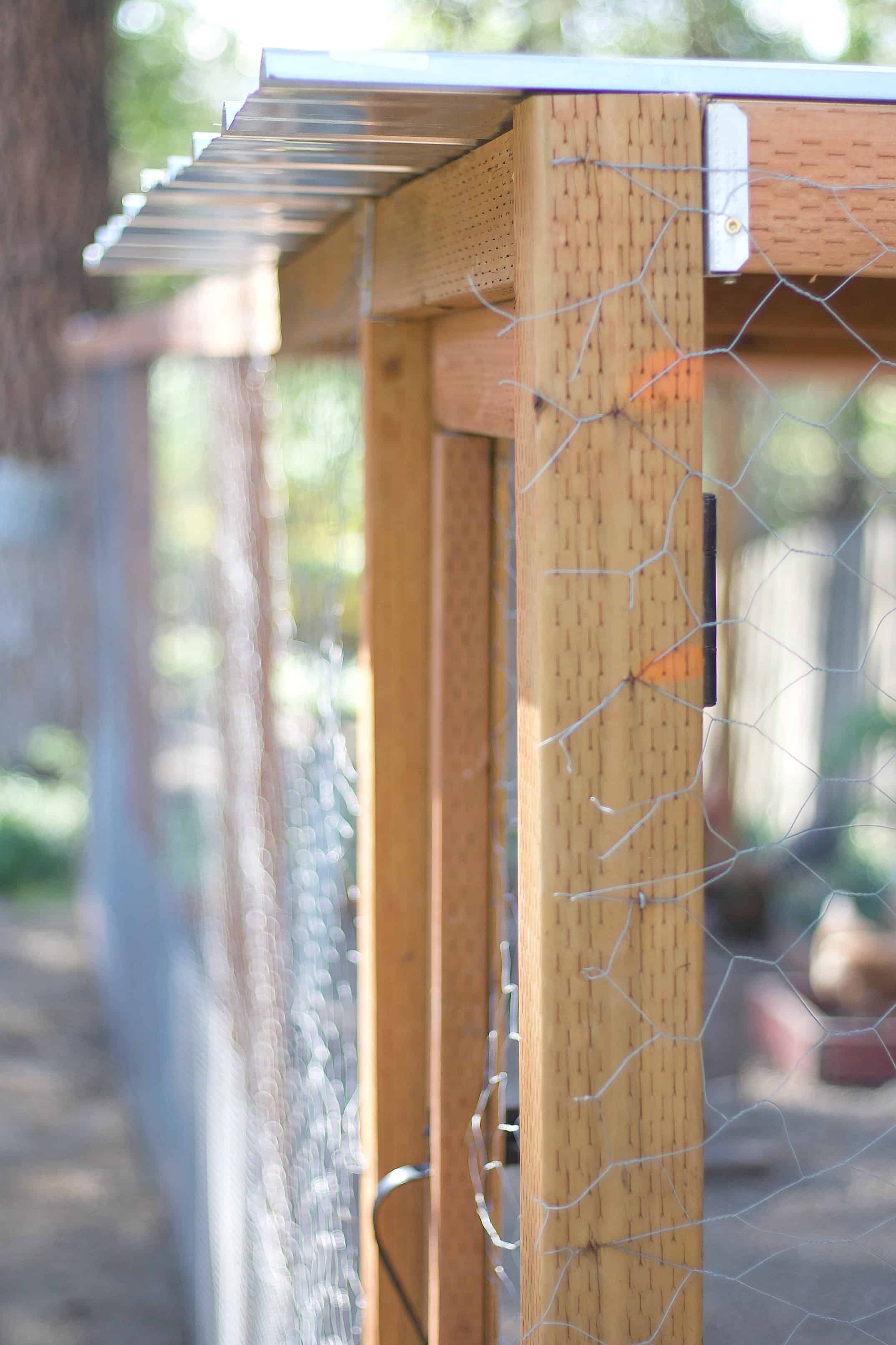 How to keep backyard chickens: Tips from a farm girl