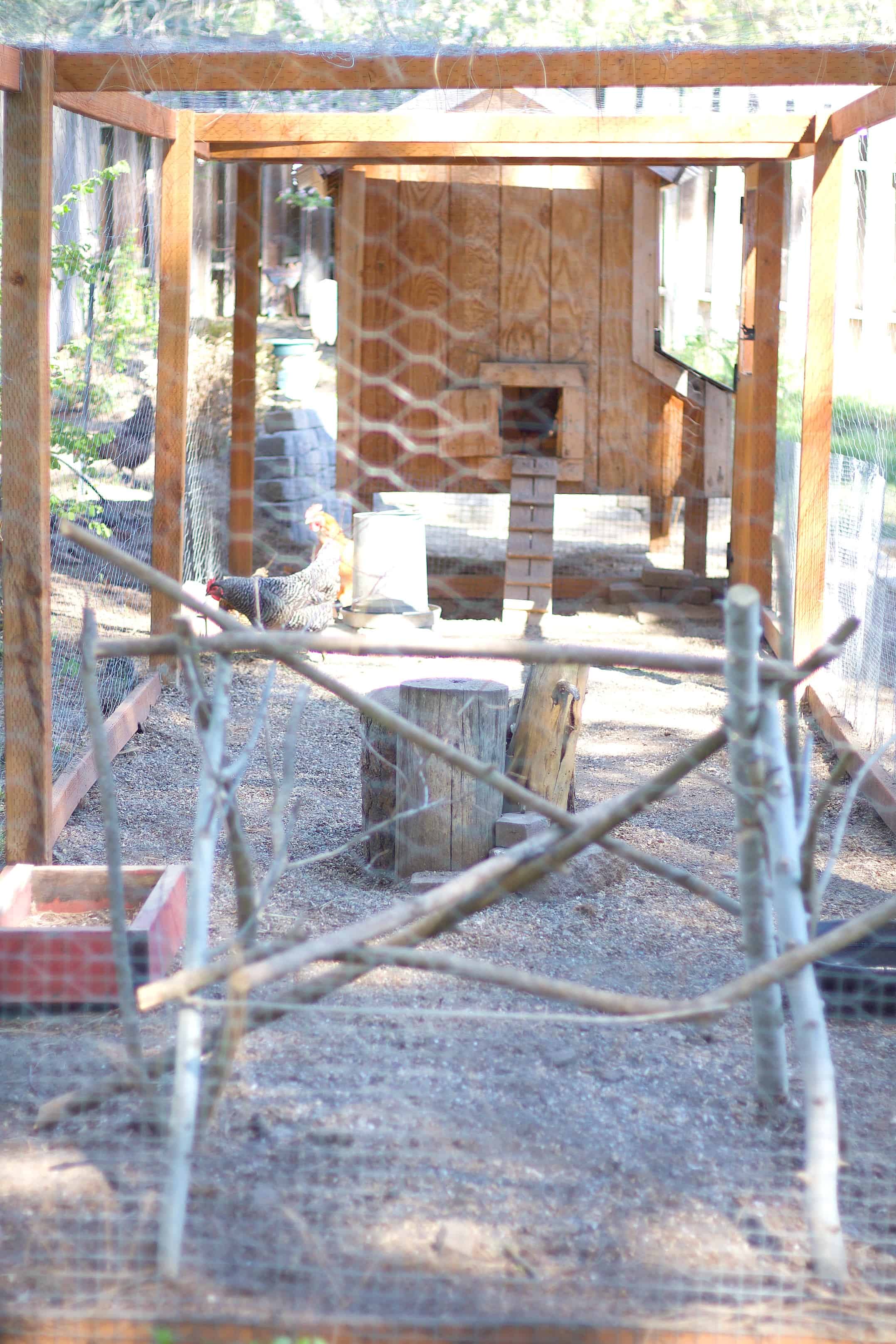 How to keep backyard chickens: Tips from a farm girl