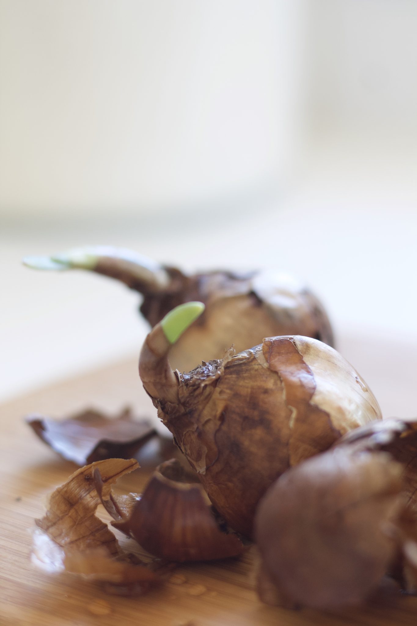Forcing Paperwhite Bulbs Indoors. An Easy Family Botany Project!