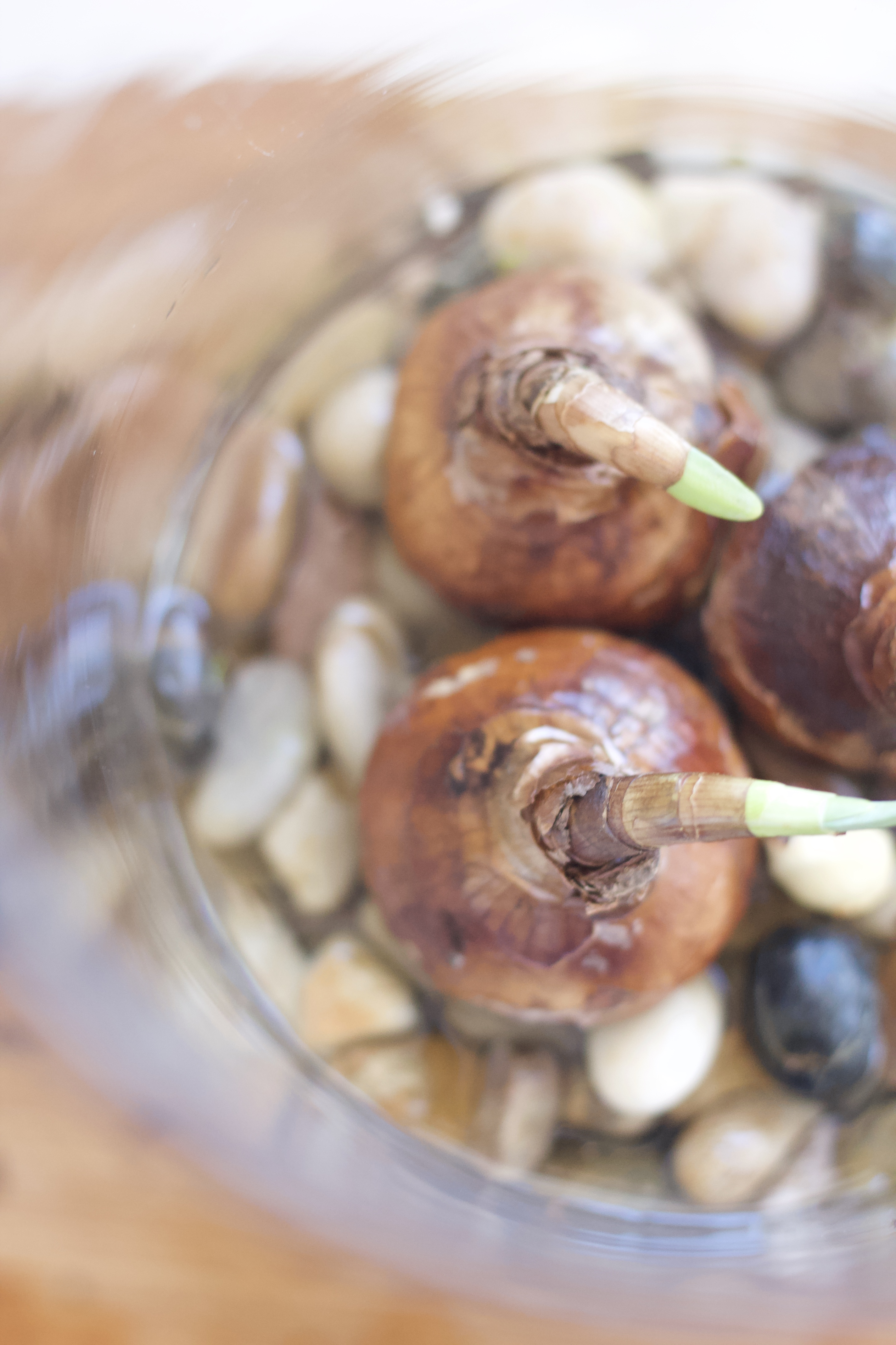 Forcing Paperwhite Bulbs Indoors. An Easy Family Botany Project!