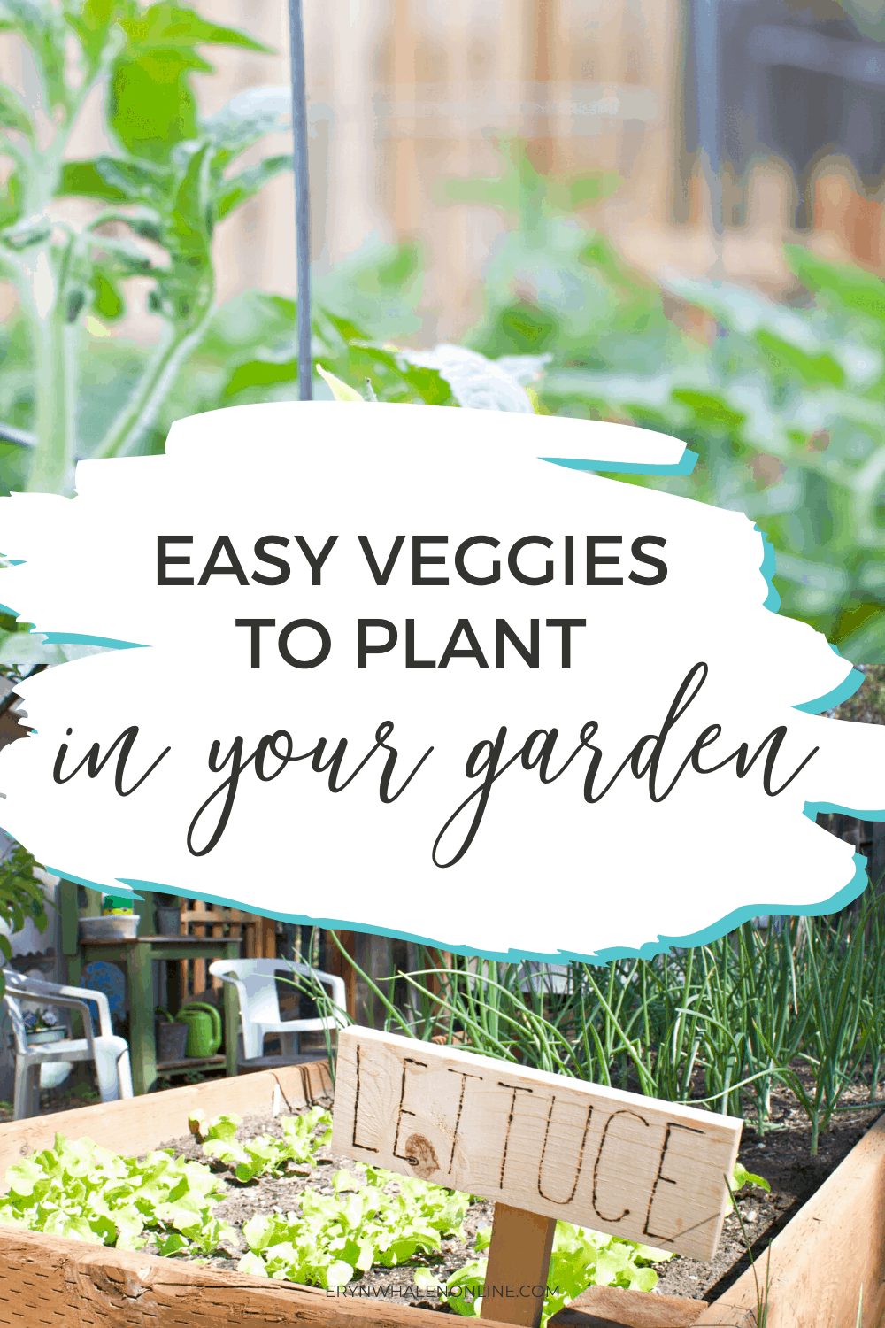 Easy plants to grow in your garden and tips for beginners