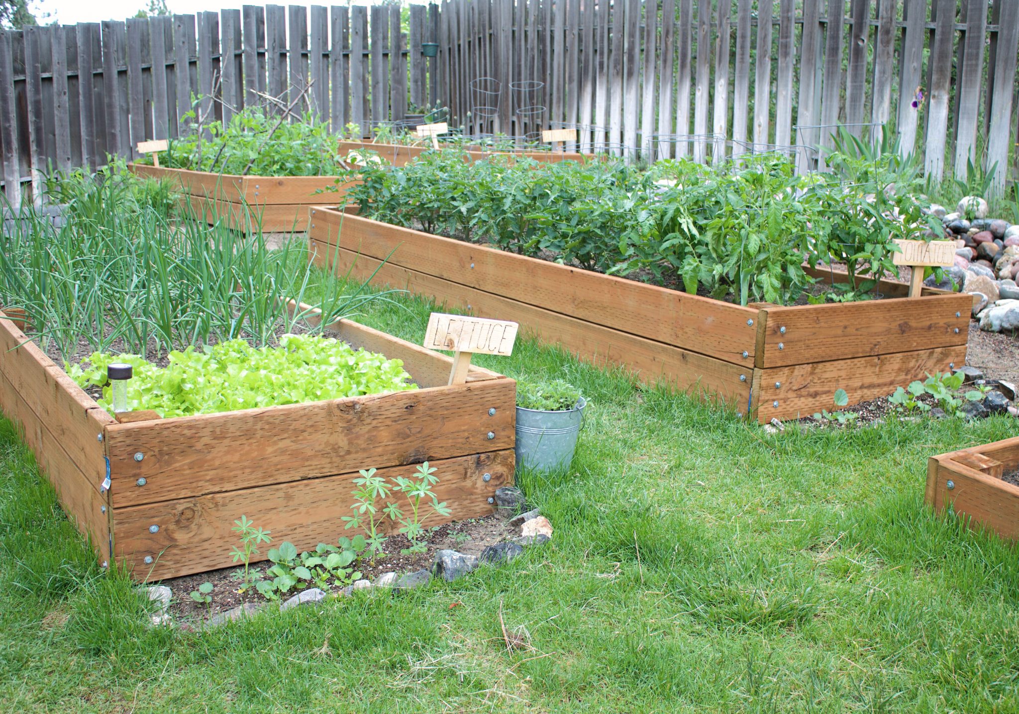 Easy plants to grow in your garden and tips for beginners