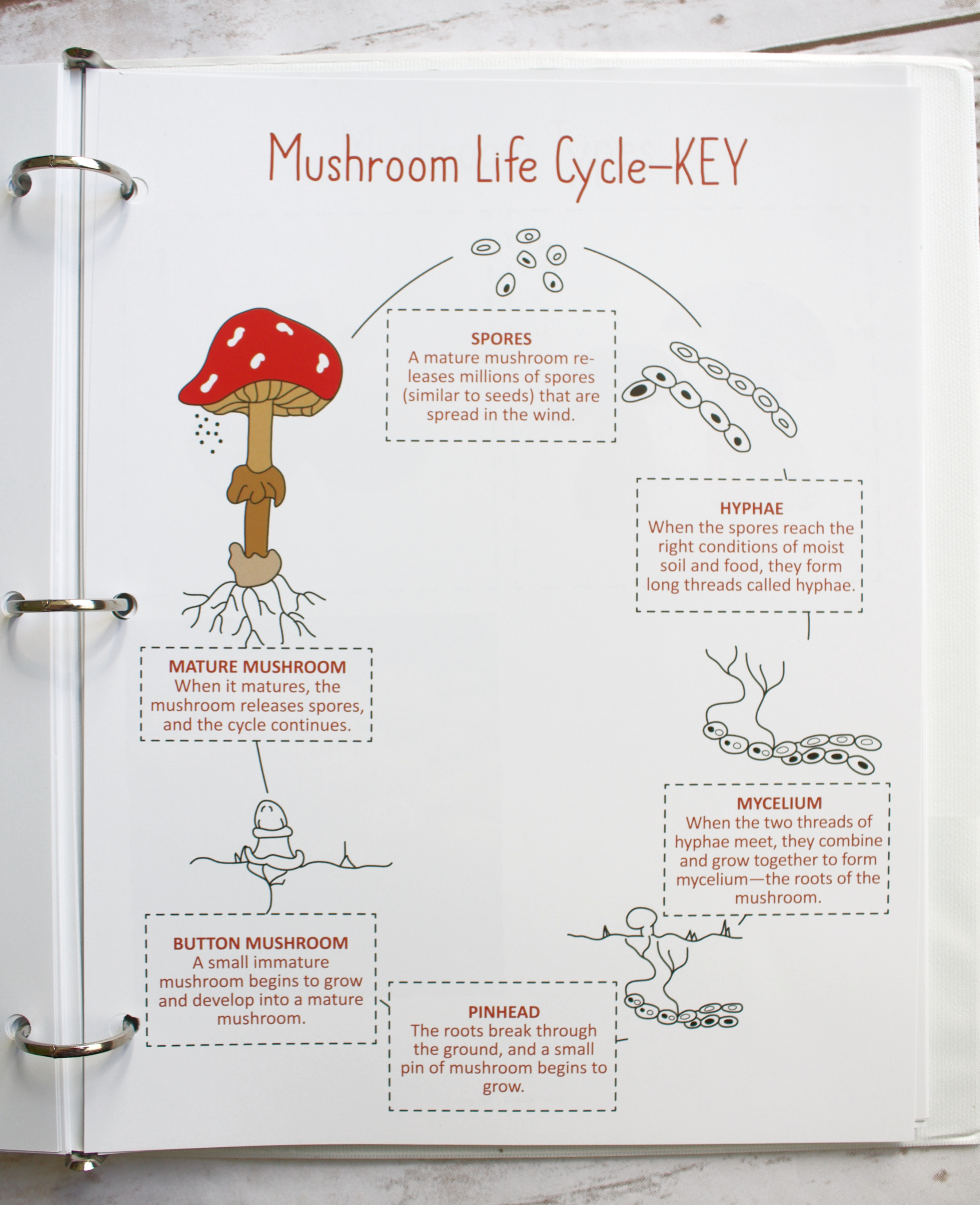 1st Grade Homeschool Curriculum & Why We Went With TGTB & Abeka