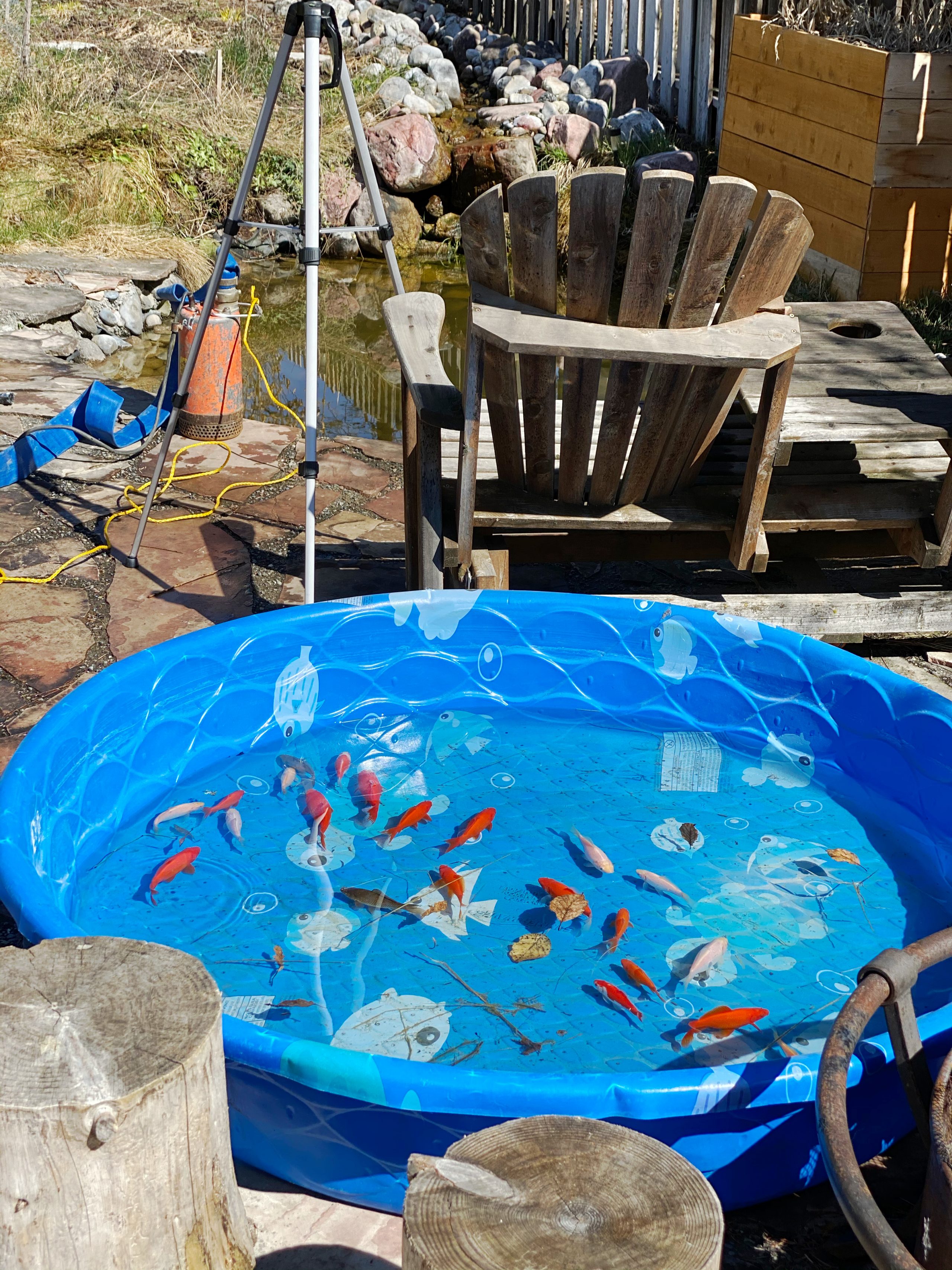 How To Deep Clean A Backyard Pond Once Every Few Years