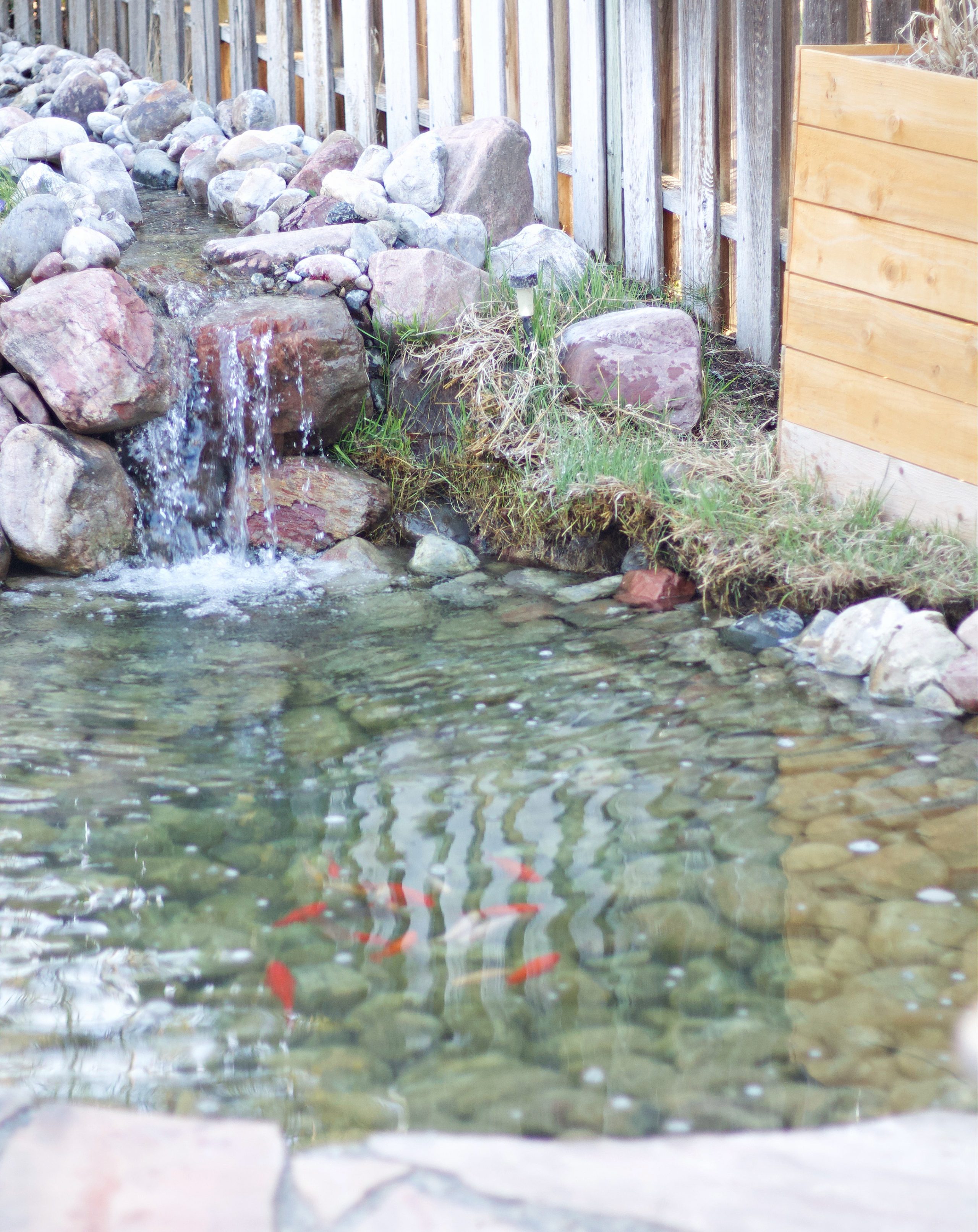 How To Deep Clean A Backyard Pond Once Every Few Years