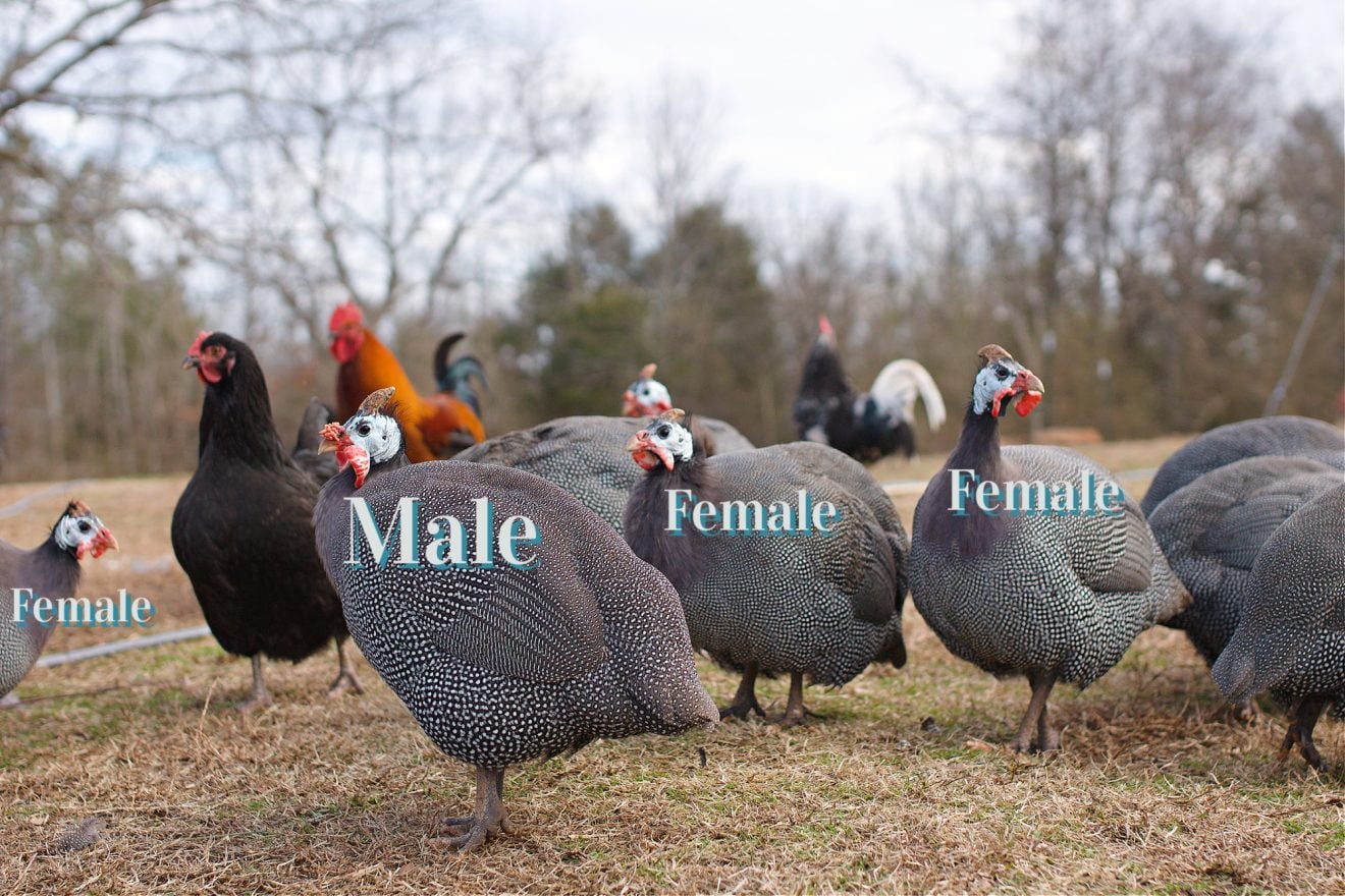 Guinea Fowl on the Homestead: Benefits, Behavior, What to Expect