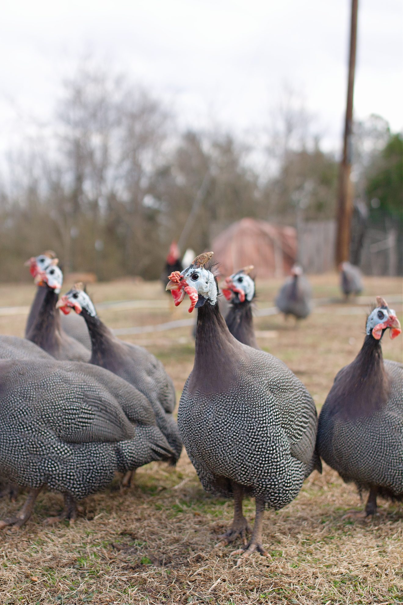 Guinea Fowl on the Homestead: Benefits, Behavior, What to Expect