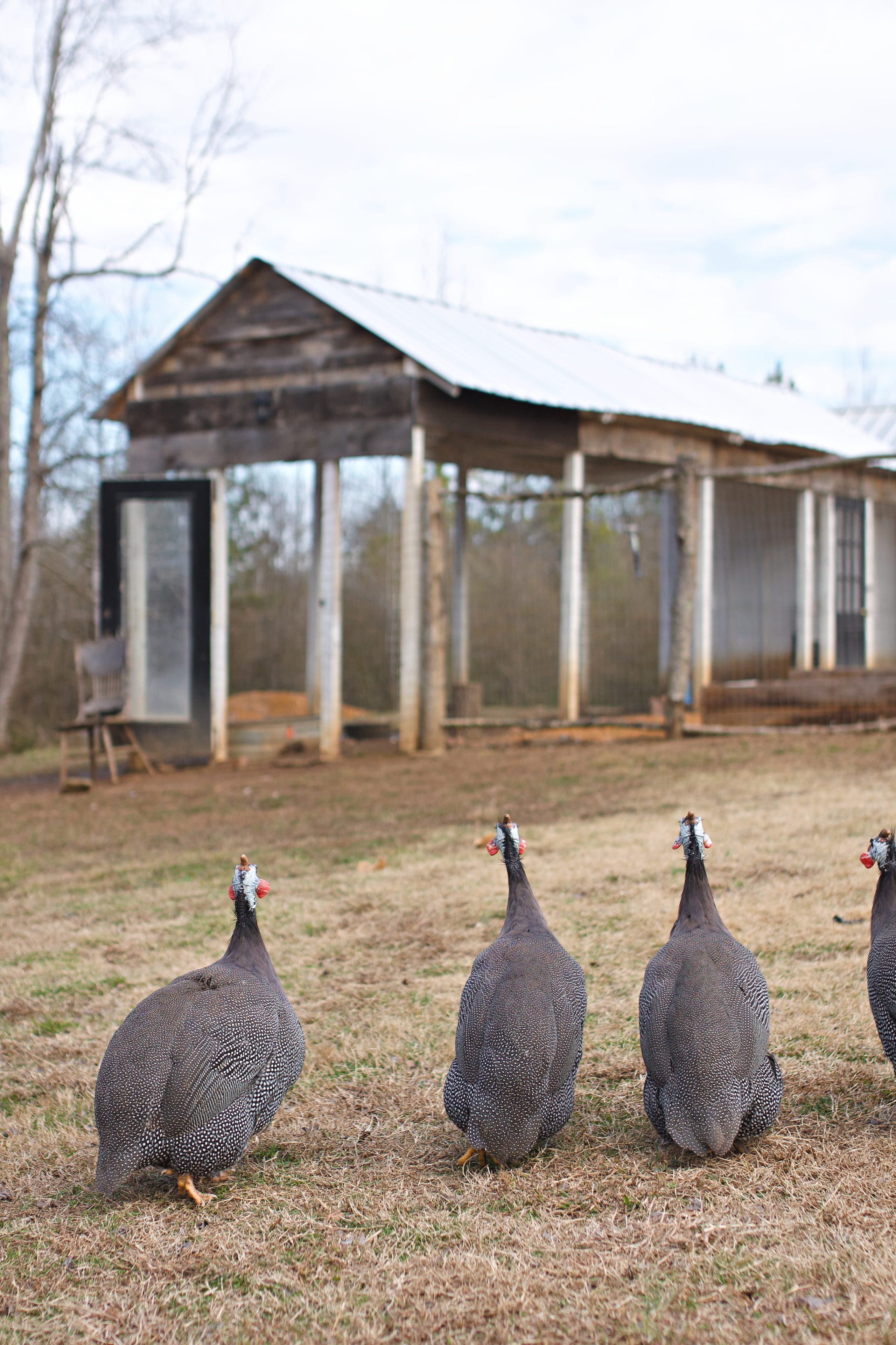 Guinea Fowl on the Homestead: Benefits, Behavior, What to Expect