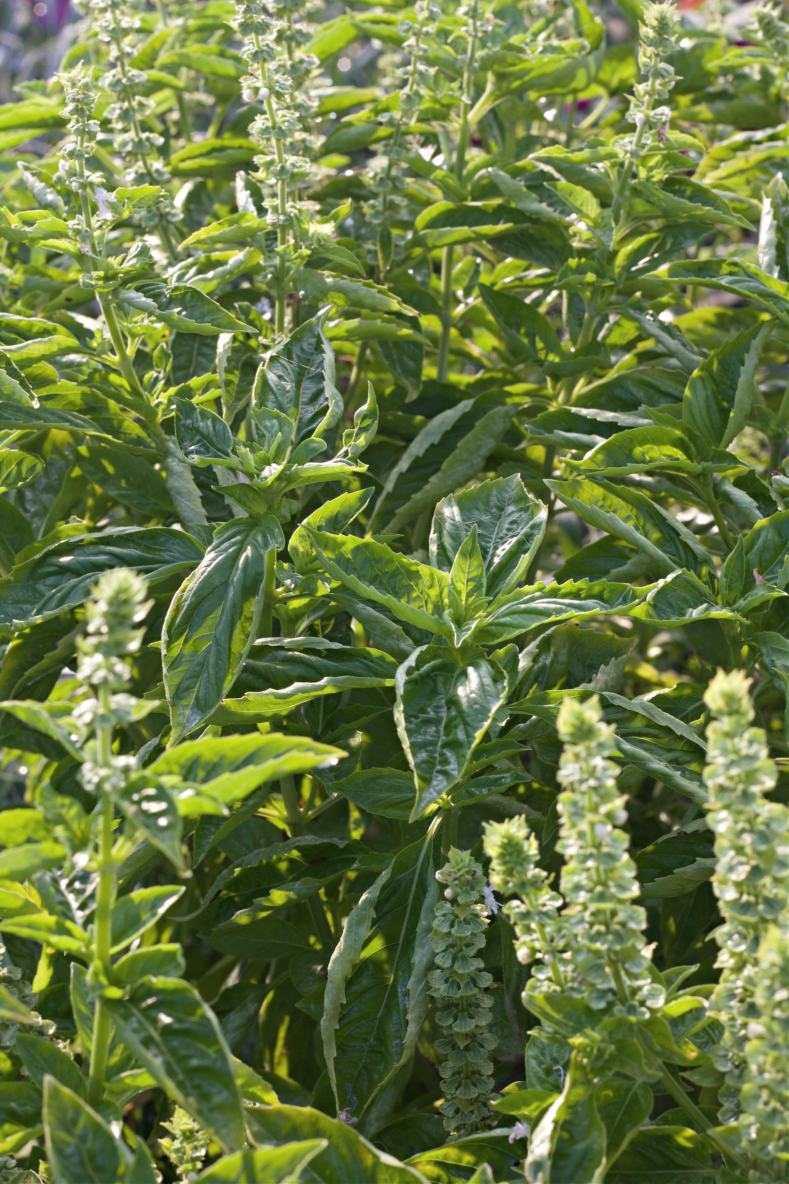 Harvesting & Drying Herbs | Everything You Need To Know