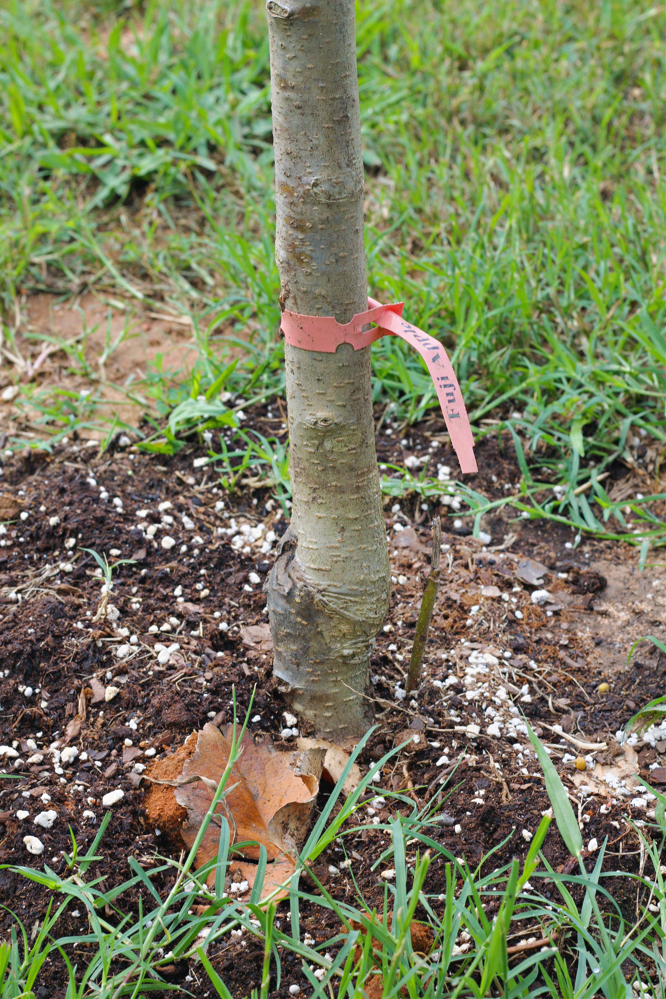 How To Plant Apple Trees | Instructions & Tips