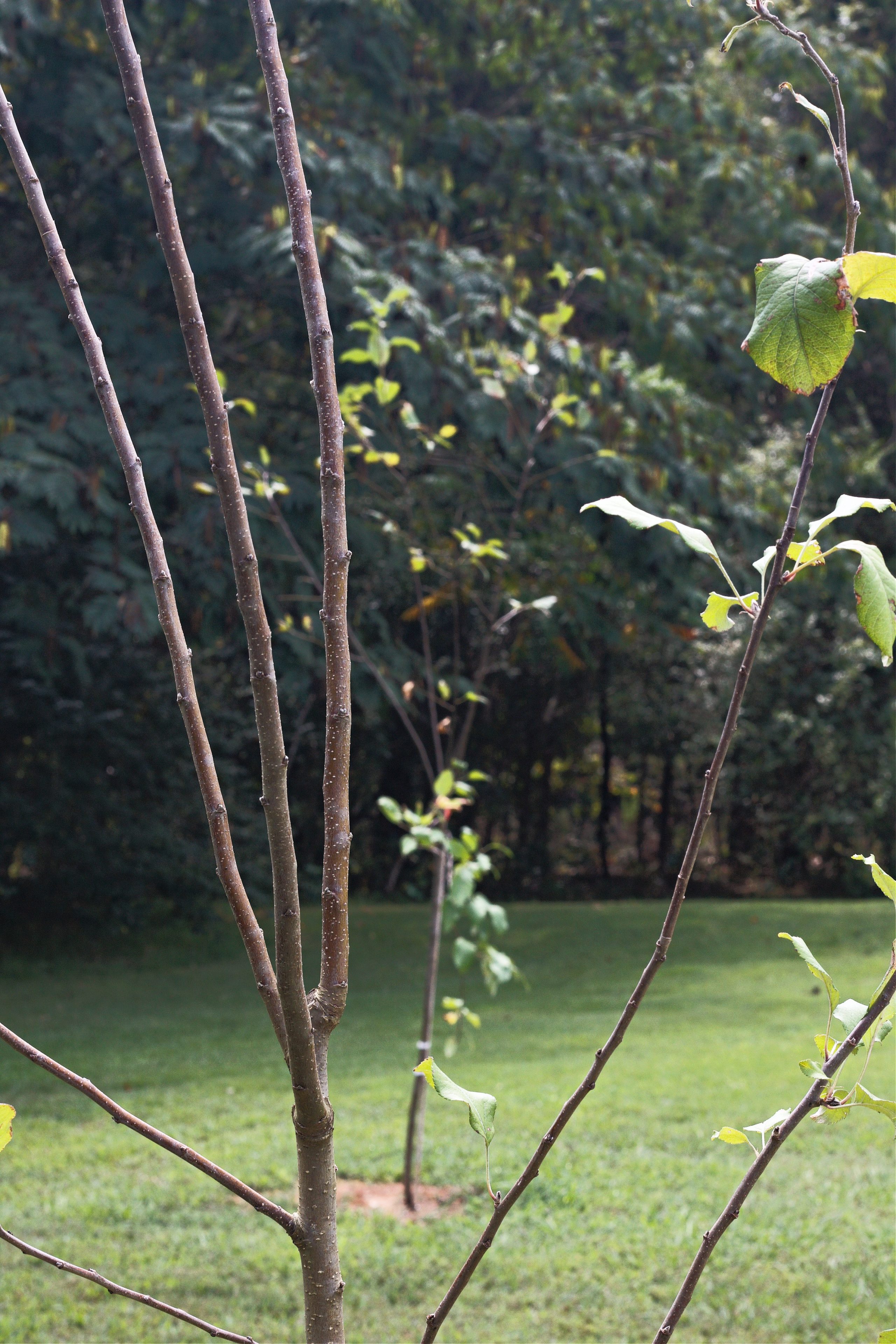 How To Plant Apple Trees | Instructions & Tips