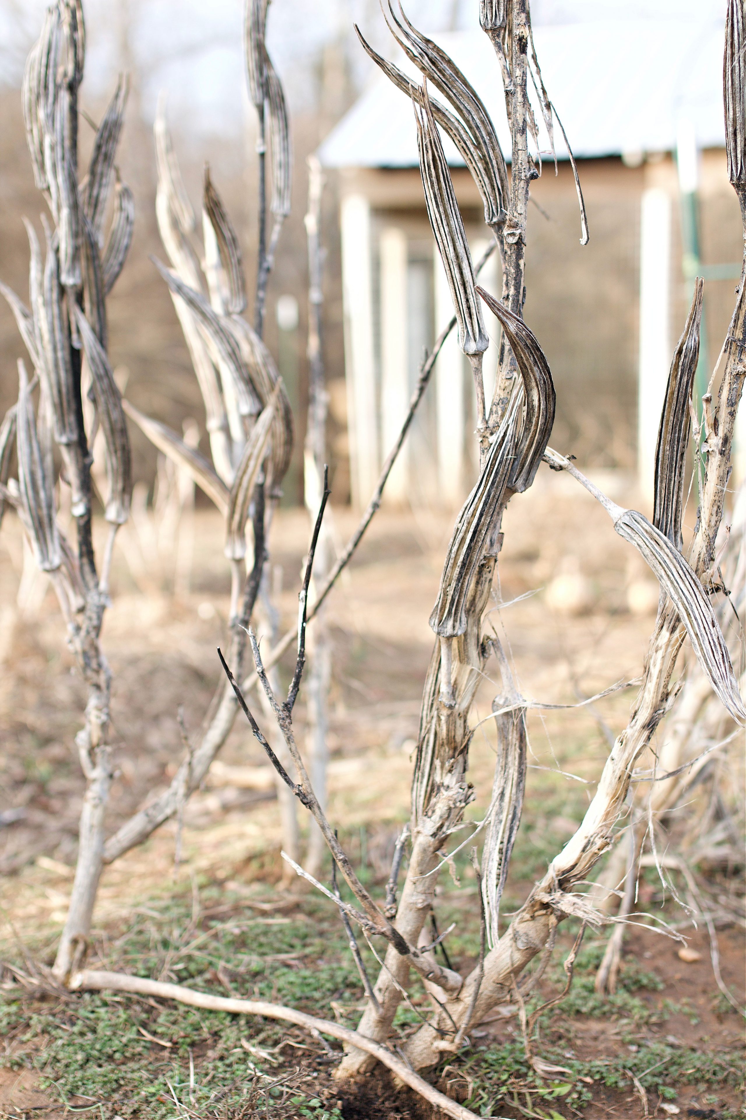 Winter Garden Prep January - February | You Need To Do This