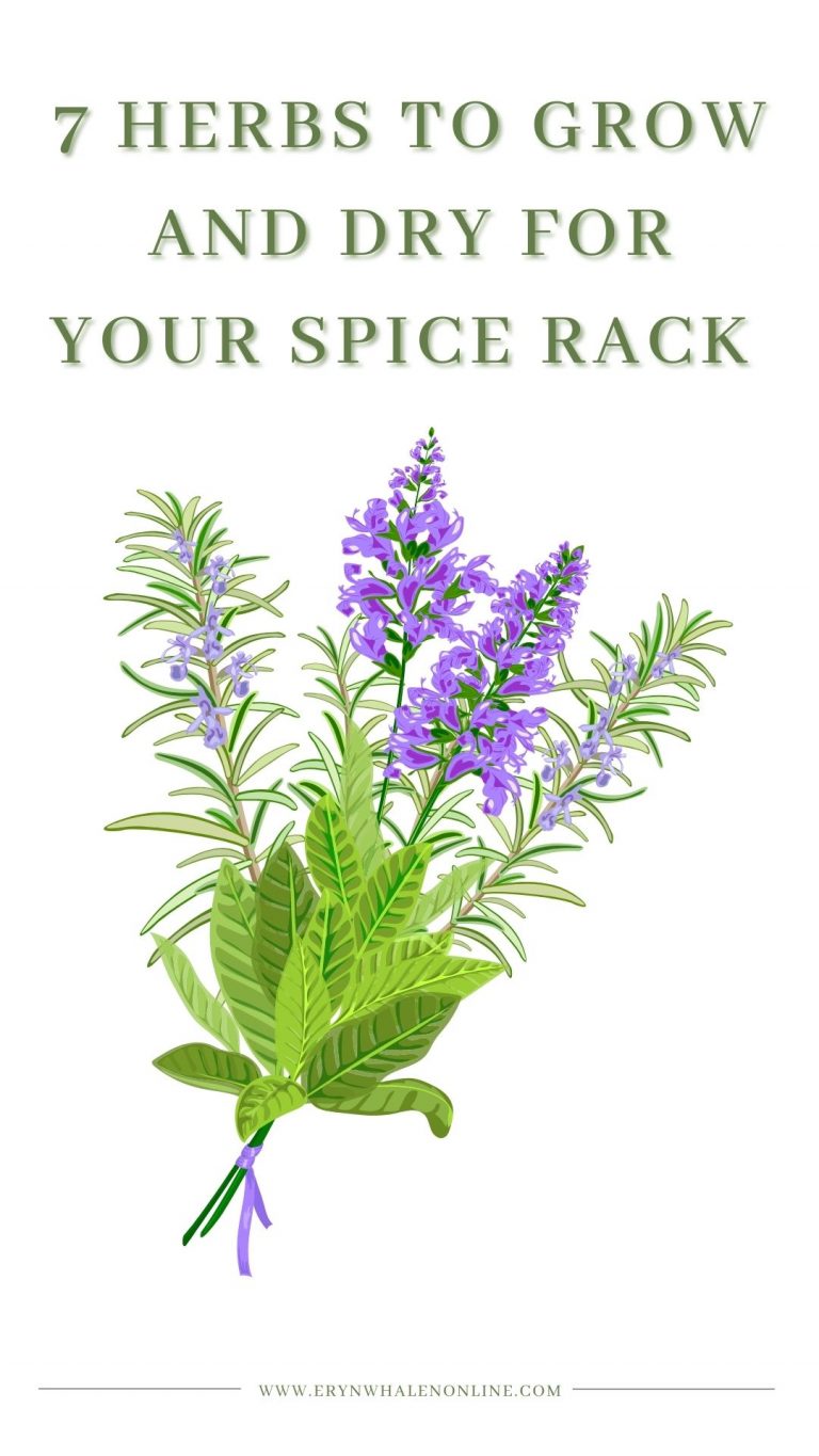 Grow Your Own Spice Rack: Guide to Herbs To Grow From Seed