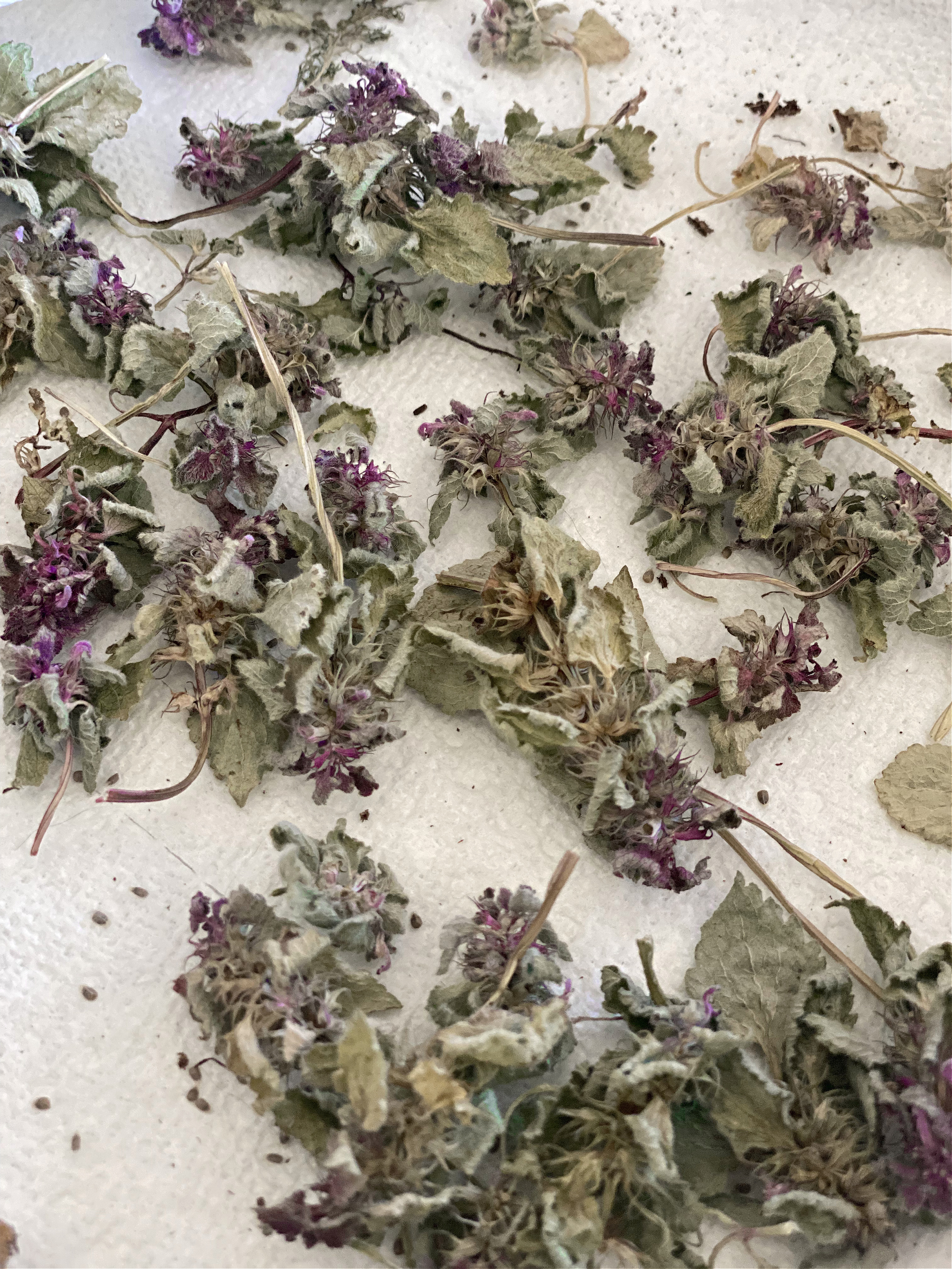 Make Purple Dead Nettle Salve Easily: A Step-by-Step Guide