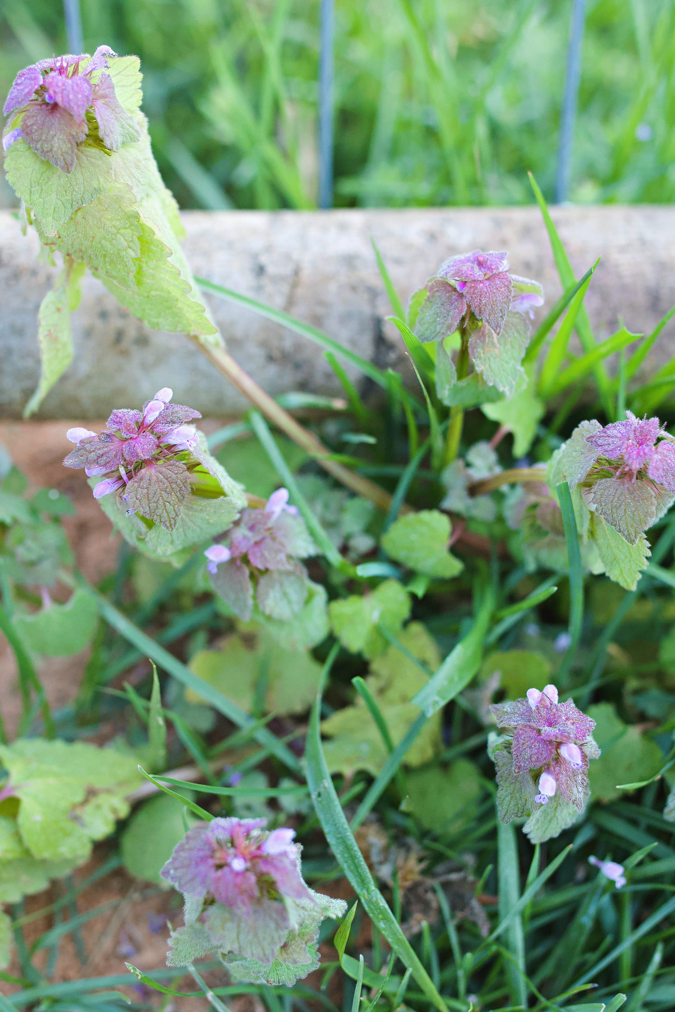 Make Purple Dead Nettle Salve Easily: A Step-by-Step Guide