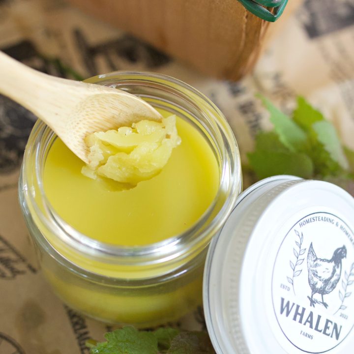 Make Purple Dead Nettle Salve Easily: A Step-by-Step Guide