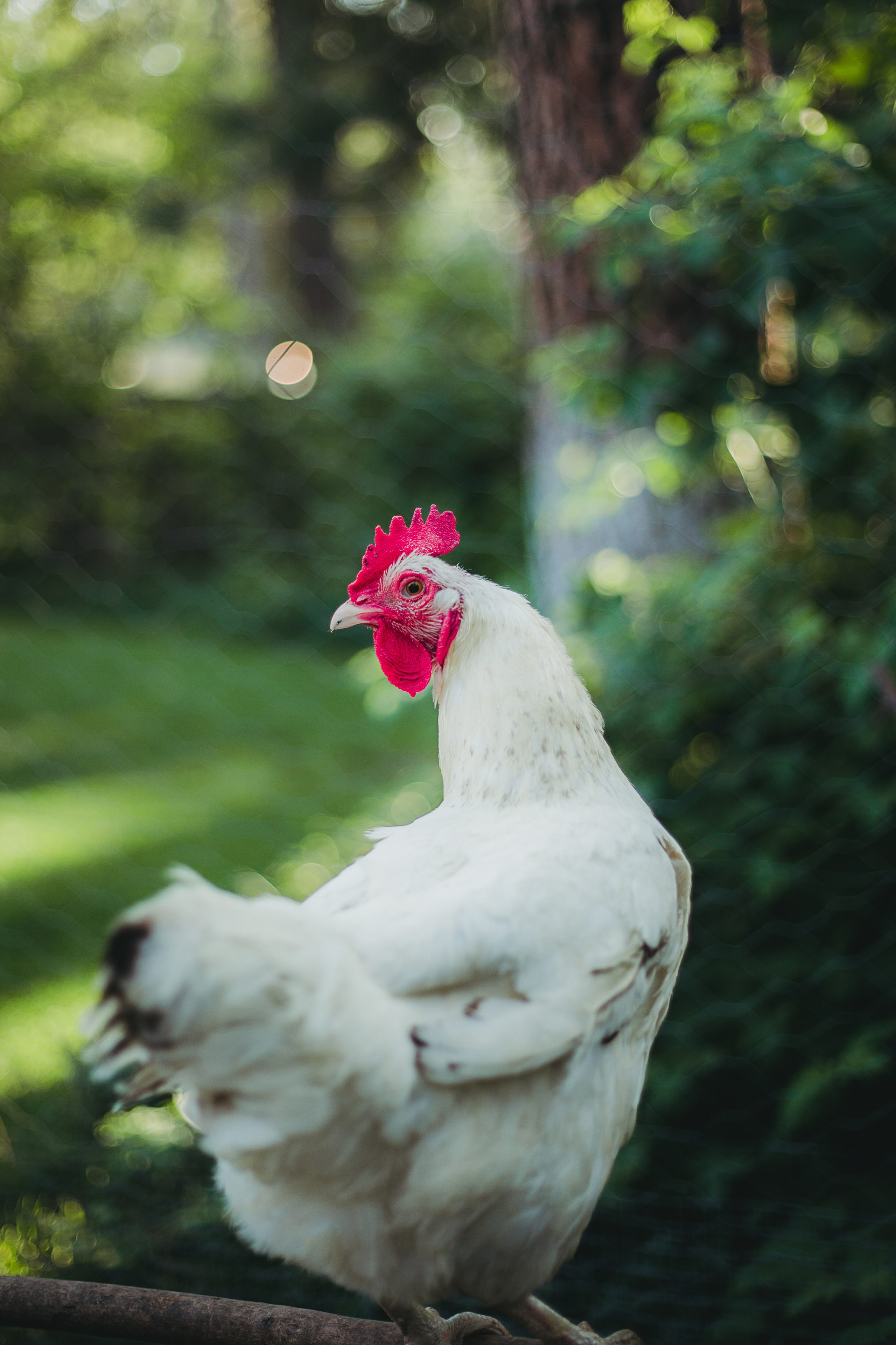Top 10 Backyard Chicken Breeds: Ultimate Guide to Egg Success