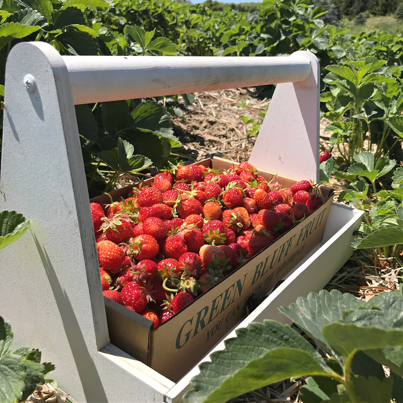 Strawberry Plant Growth Stages In the Home Garden