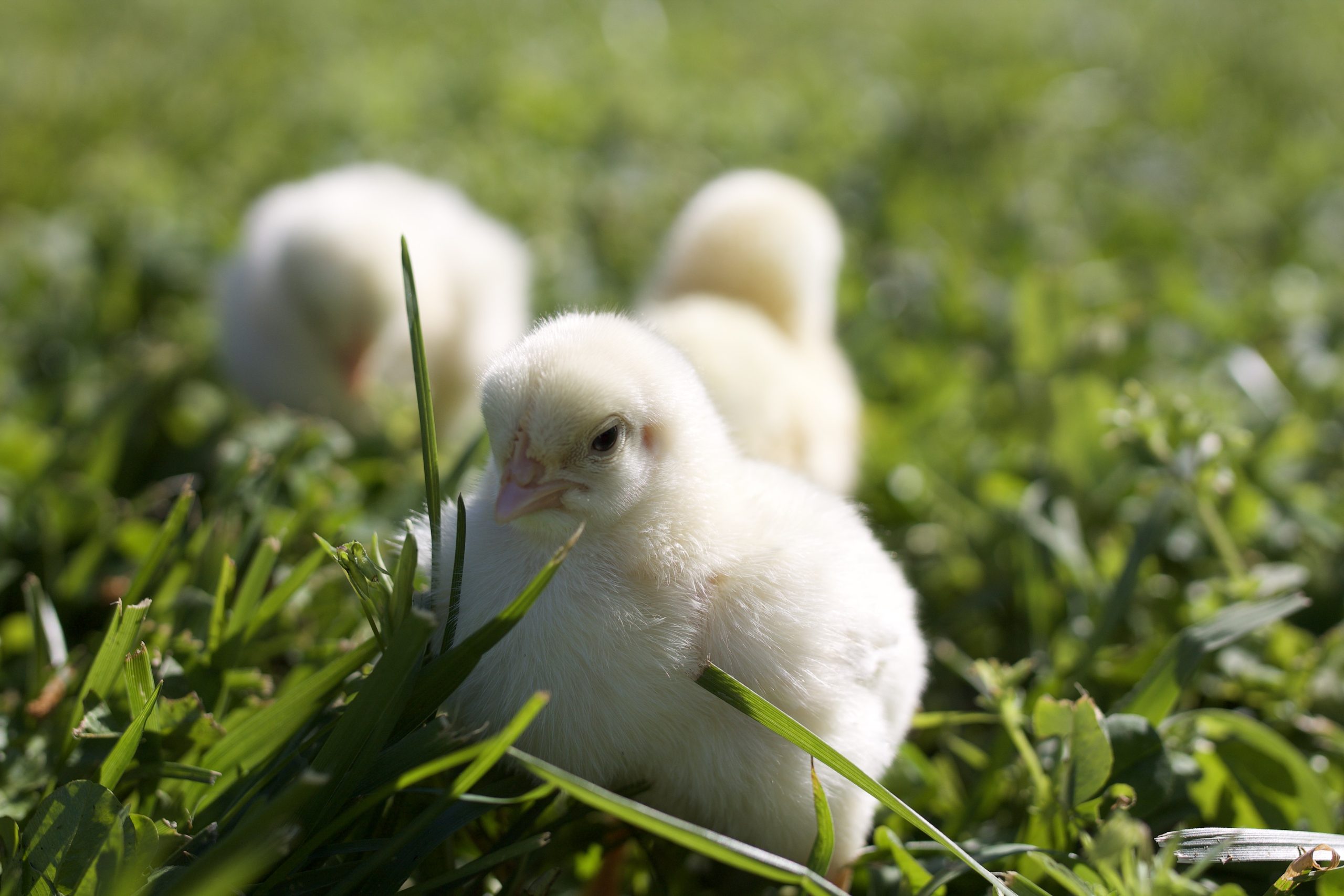 Raising Cornish Cross Meat Chicken On The Homestead