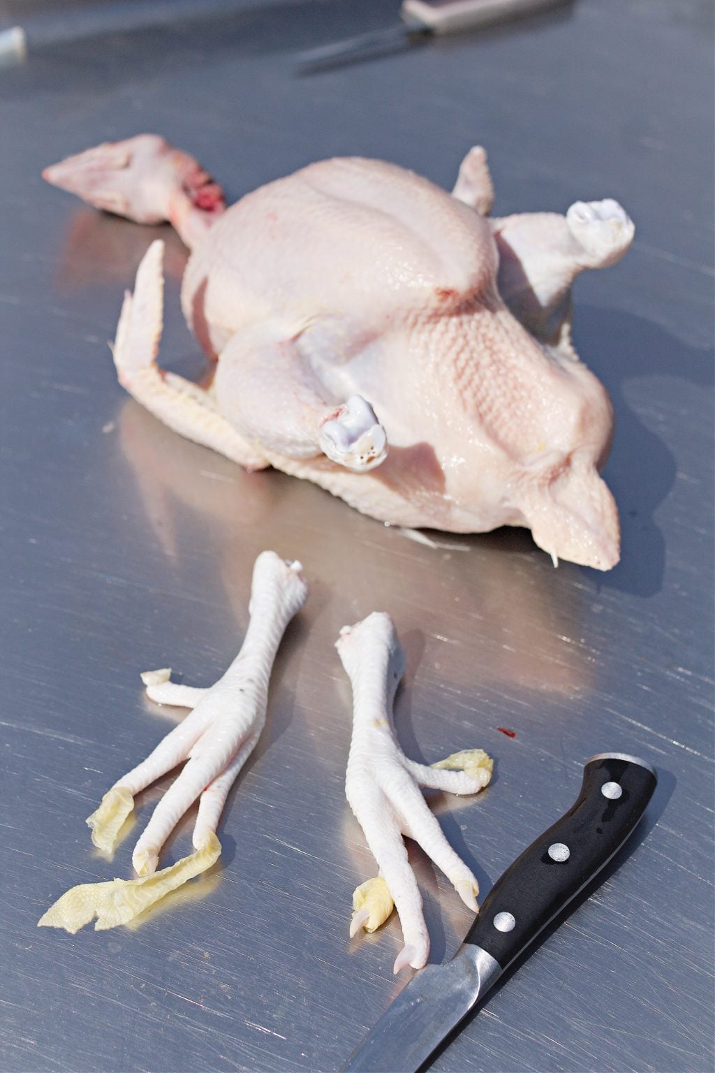 Beginners Guide To Butchering Chickens Breakdown