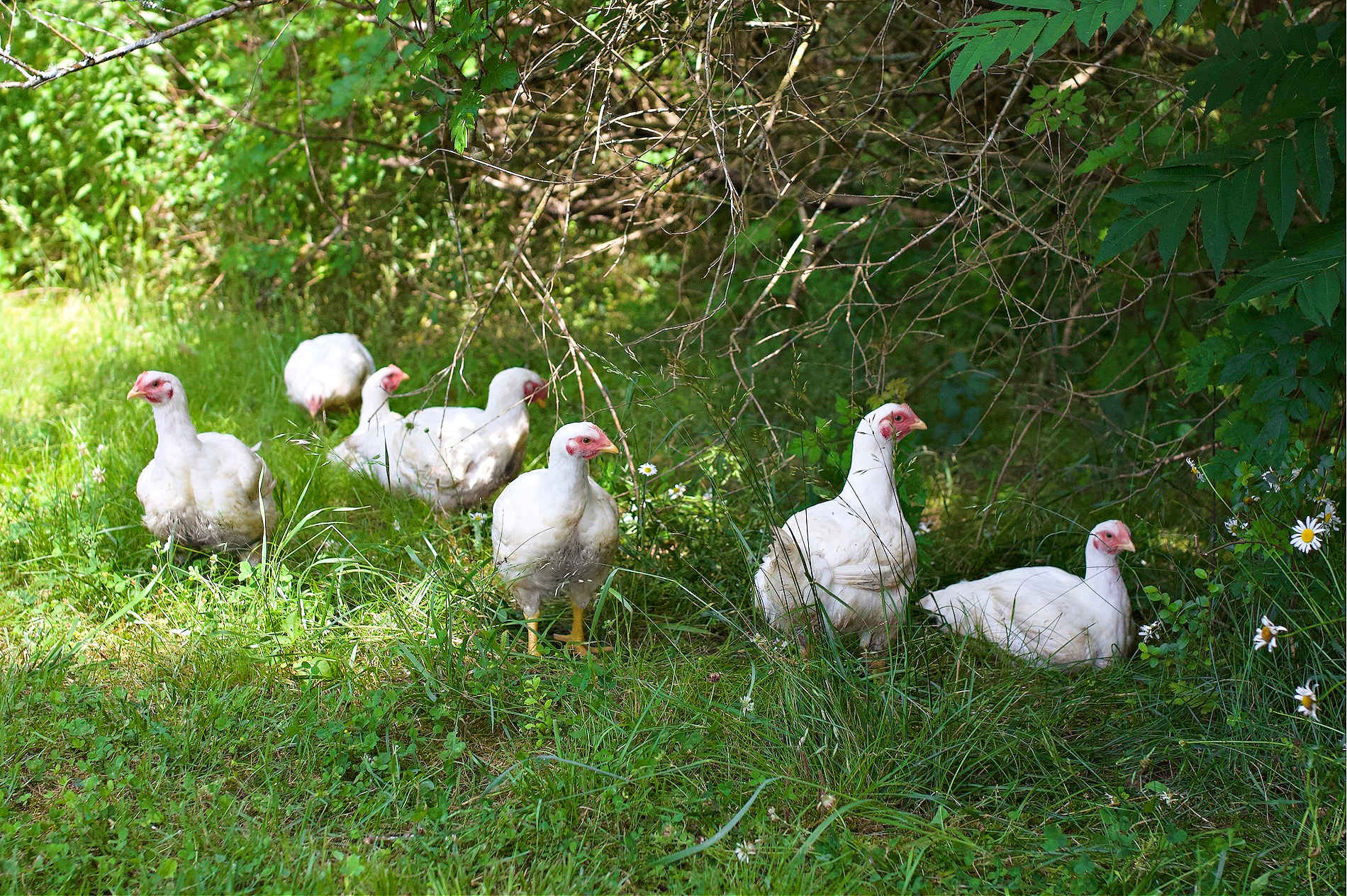 Beginners Guide To Butchering Chickens Breakdown