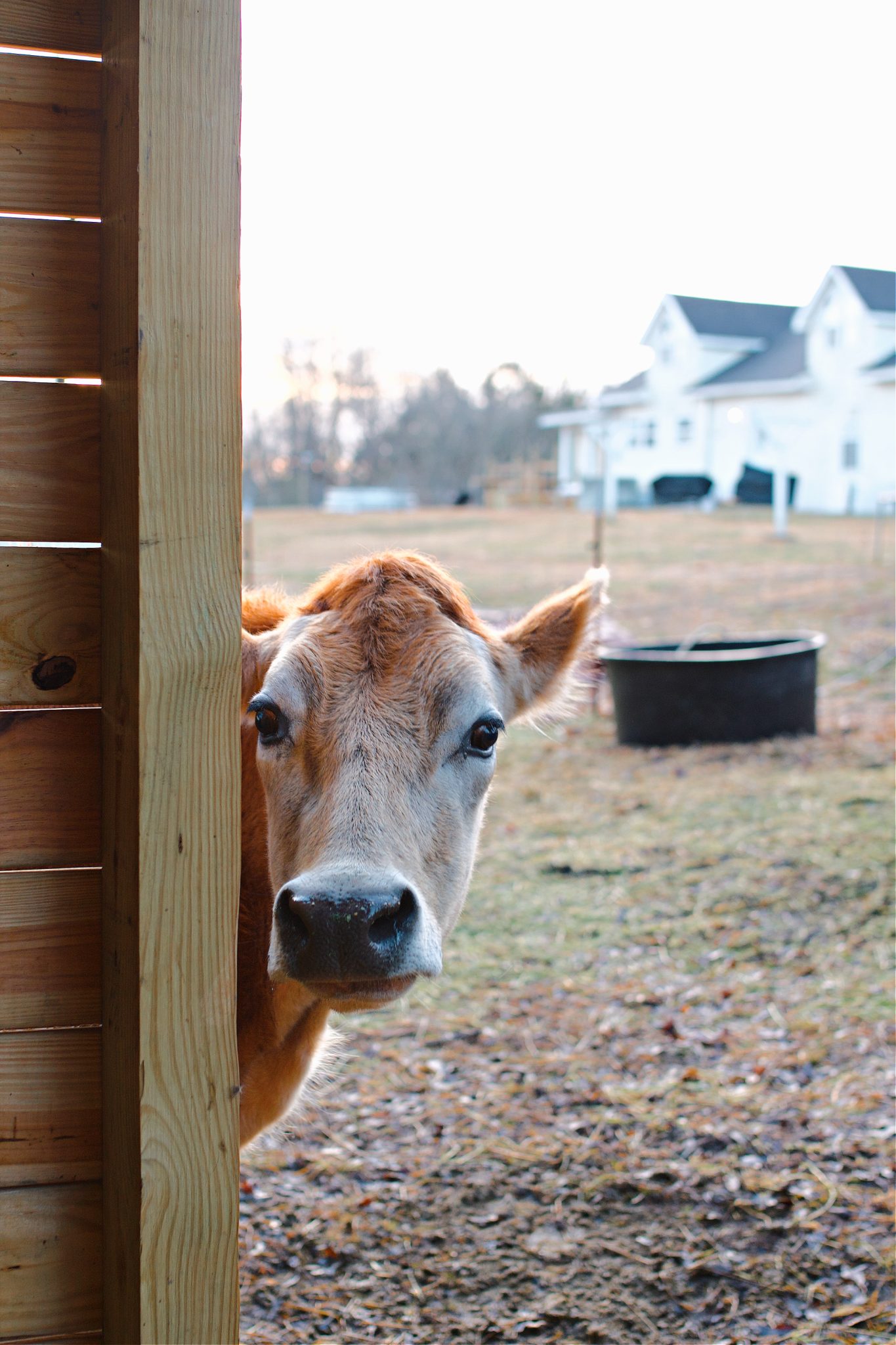 How I Got Started with Milk Cow Ownership: Lessons Learned