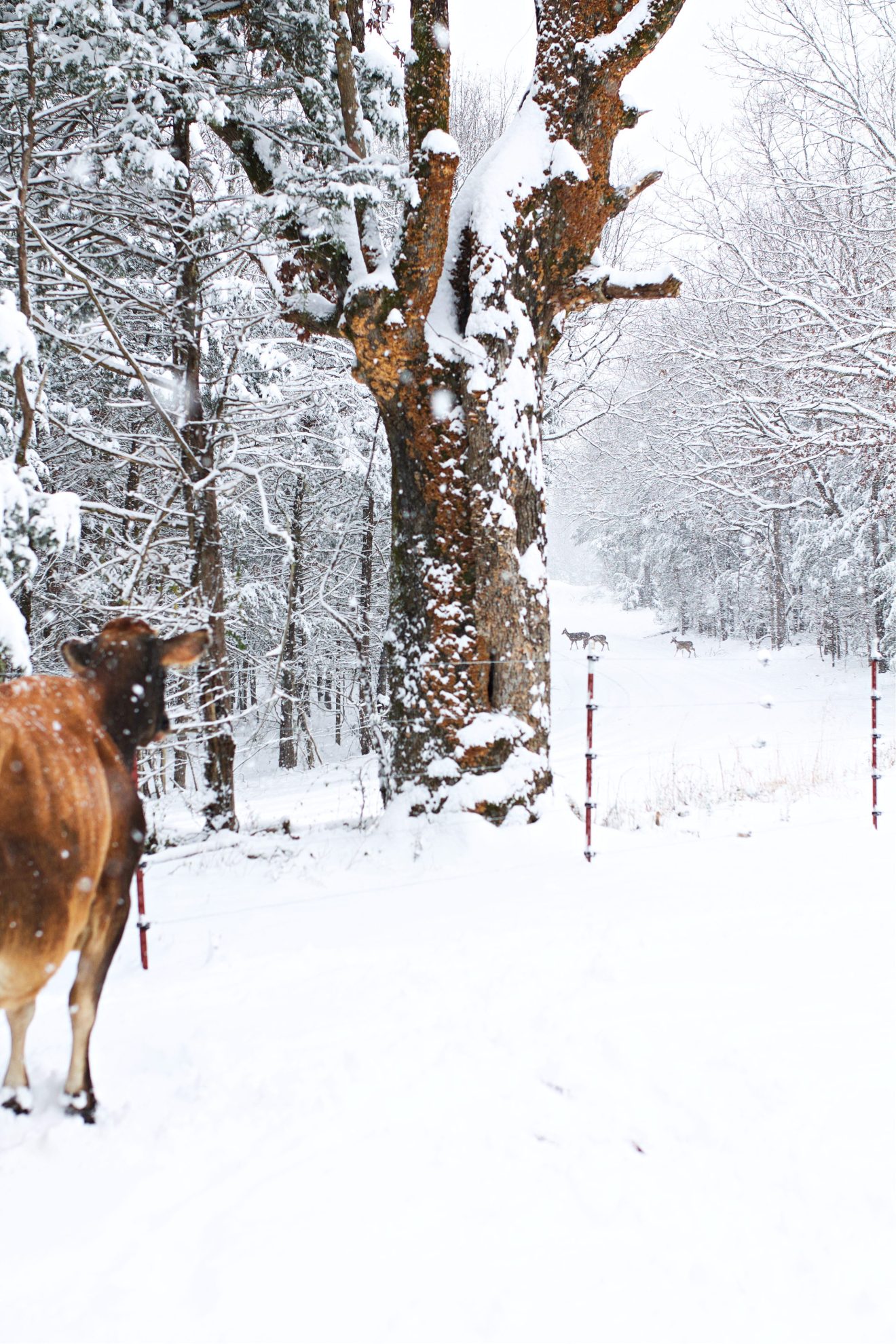 How I Got Started with Milk Cow Ownership: Lessons Learned