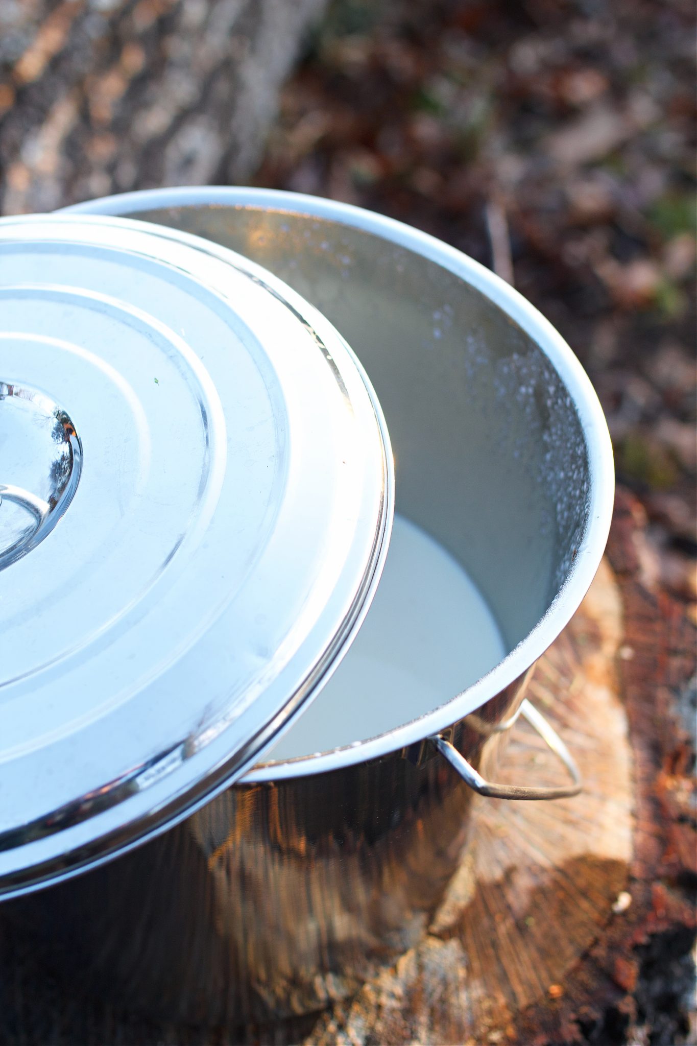 How I Got Started with Milk Cow Ownership: Lessons Learned