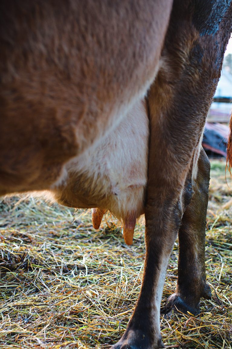 How I Got Started with Milk Cow Ownership: Lessons Learned