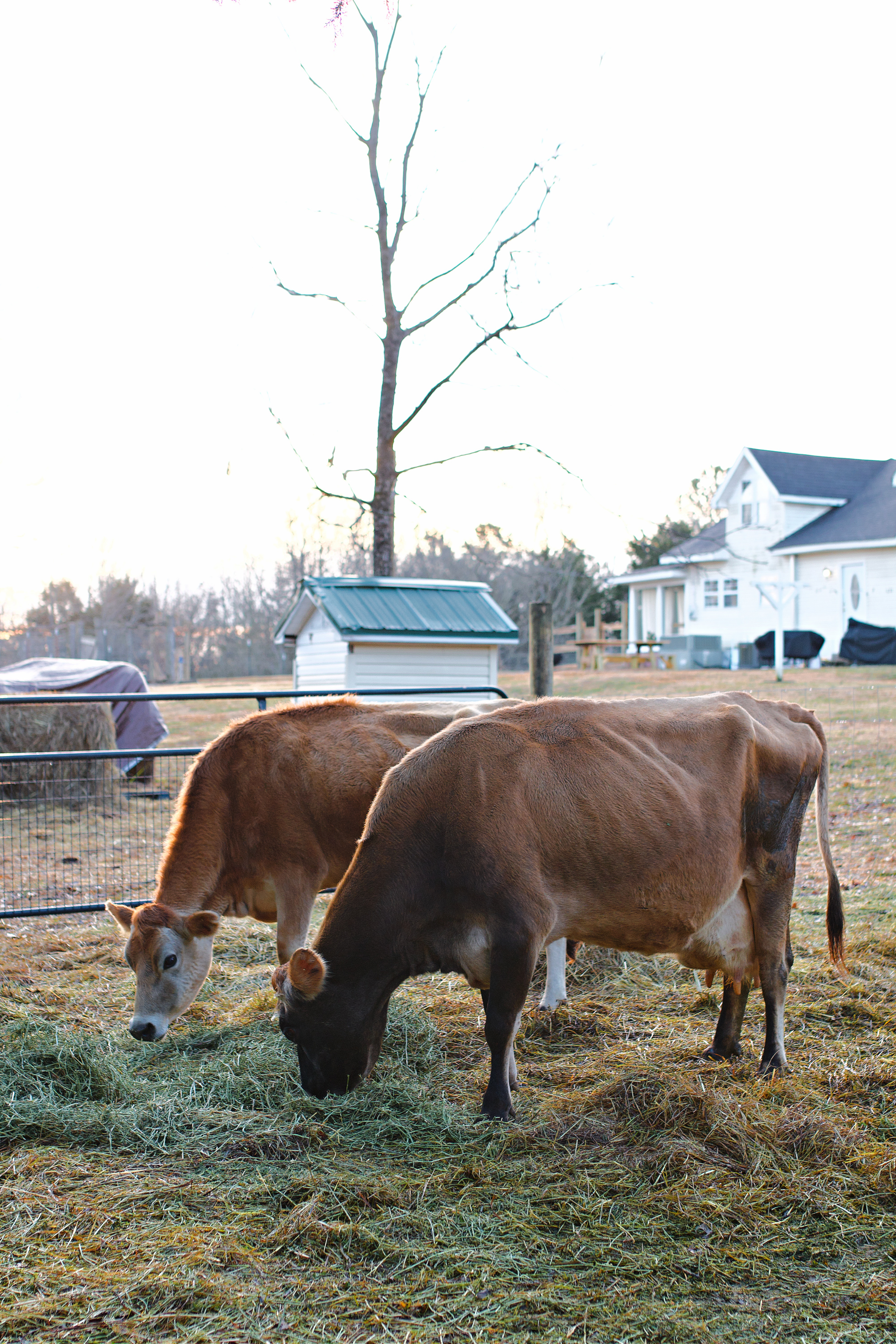 How I Got Started with Milk Cow Ownership: Lessons Learned
