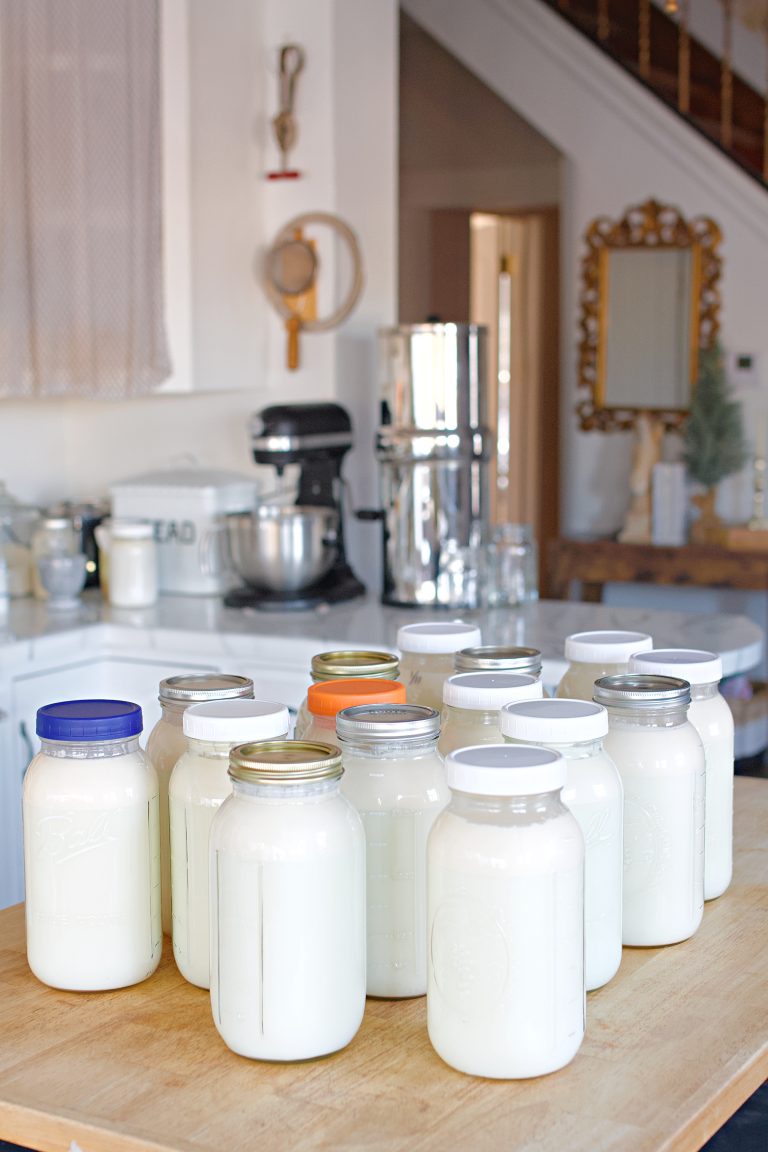 How I Got Started with Milk Cow Ownership: Lessons Learned